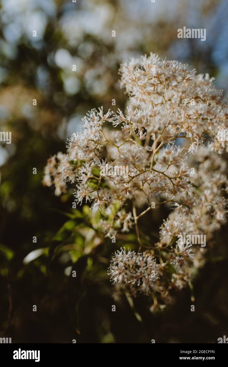 Plants in nature hi-res stock photography and images - Alamy