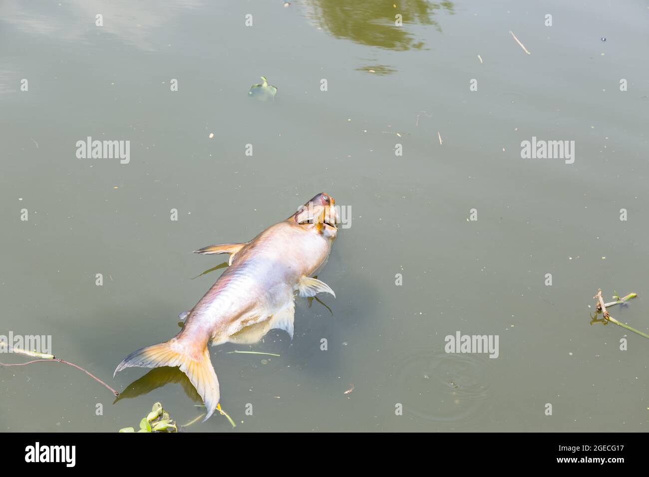 dead fish floated in the dark water river, water pollution peoblem ...