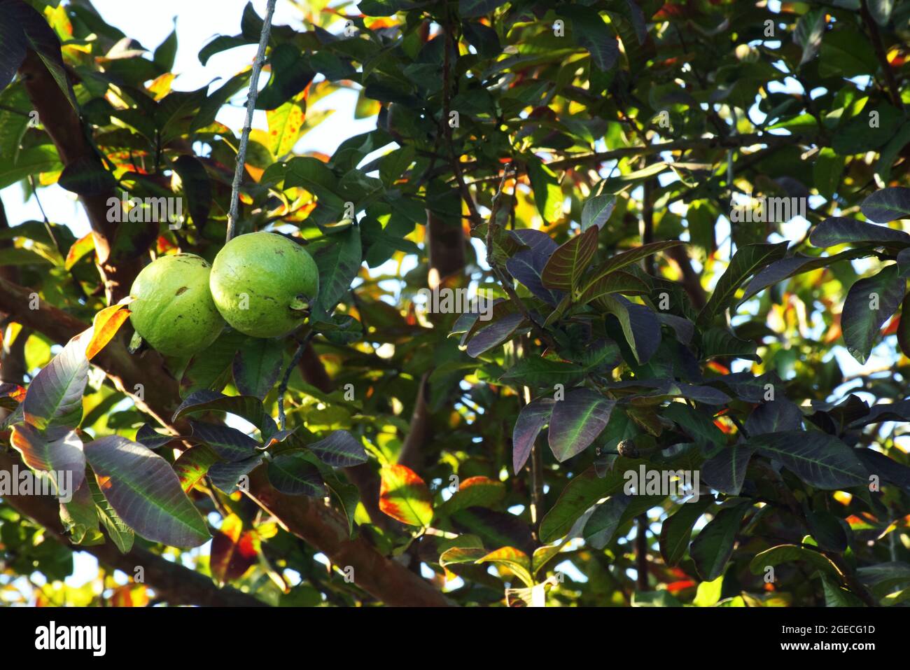 Guava tree hi-res stock photography and images - Alamy