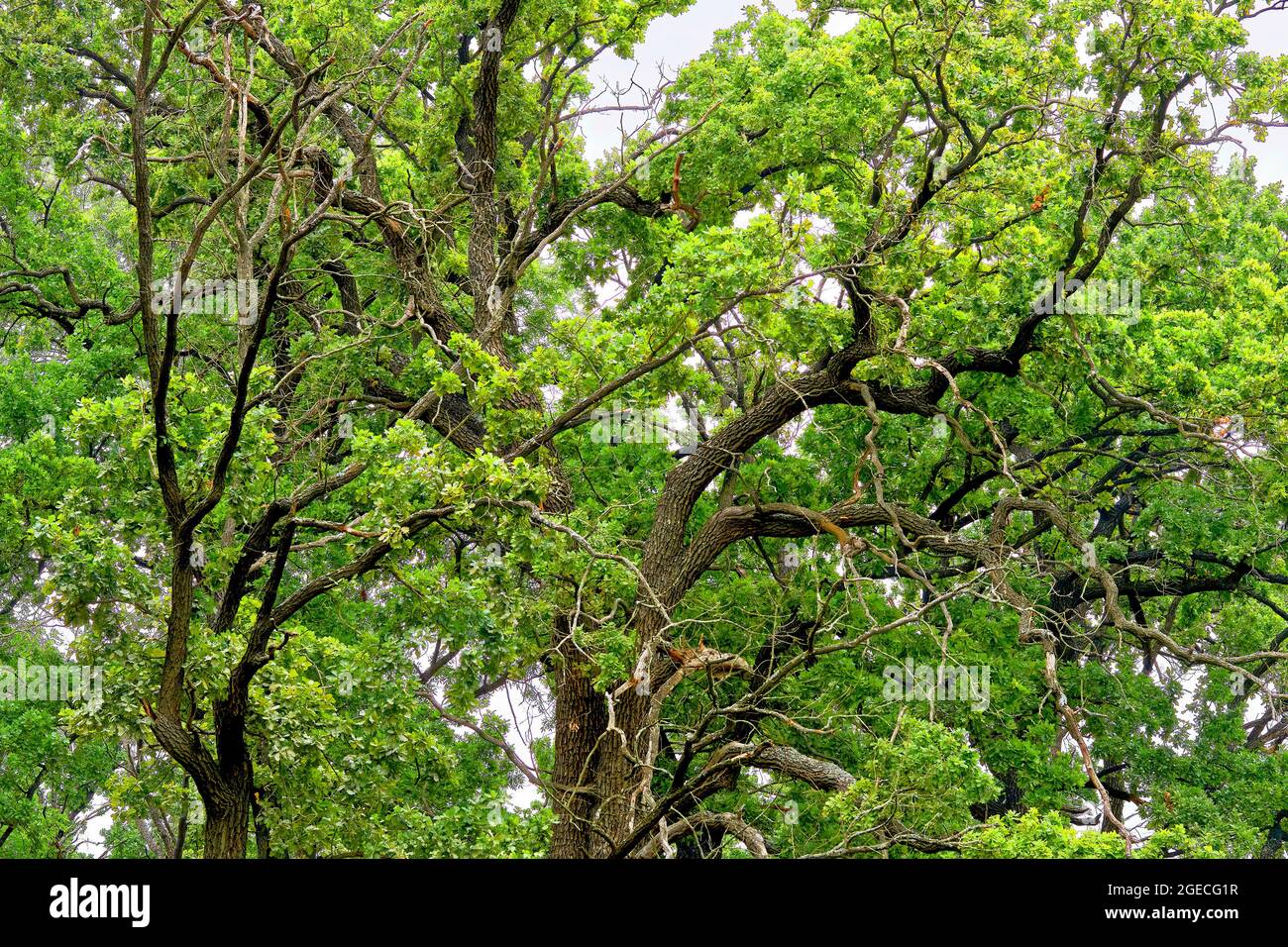 Mature spreading oak tree hi-res stock photography and images - Alamy