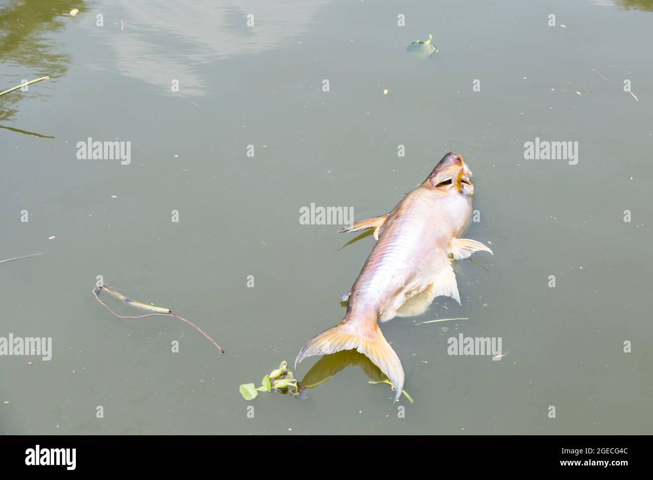 dead fish floated in the dark water river, water pollution peoblem ...