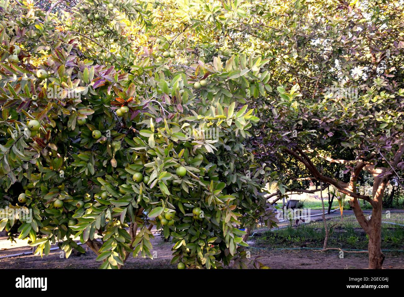 Guava tree hi-res stock photography and images - Alamy