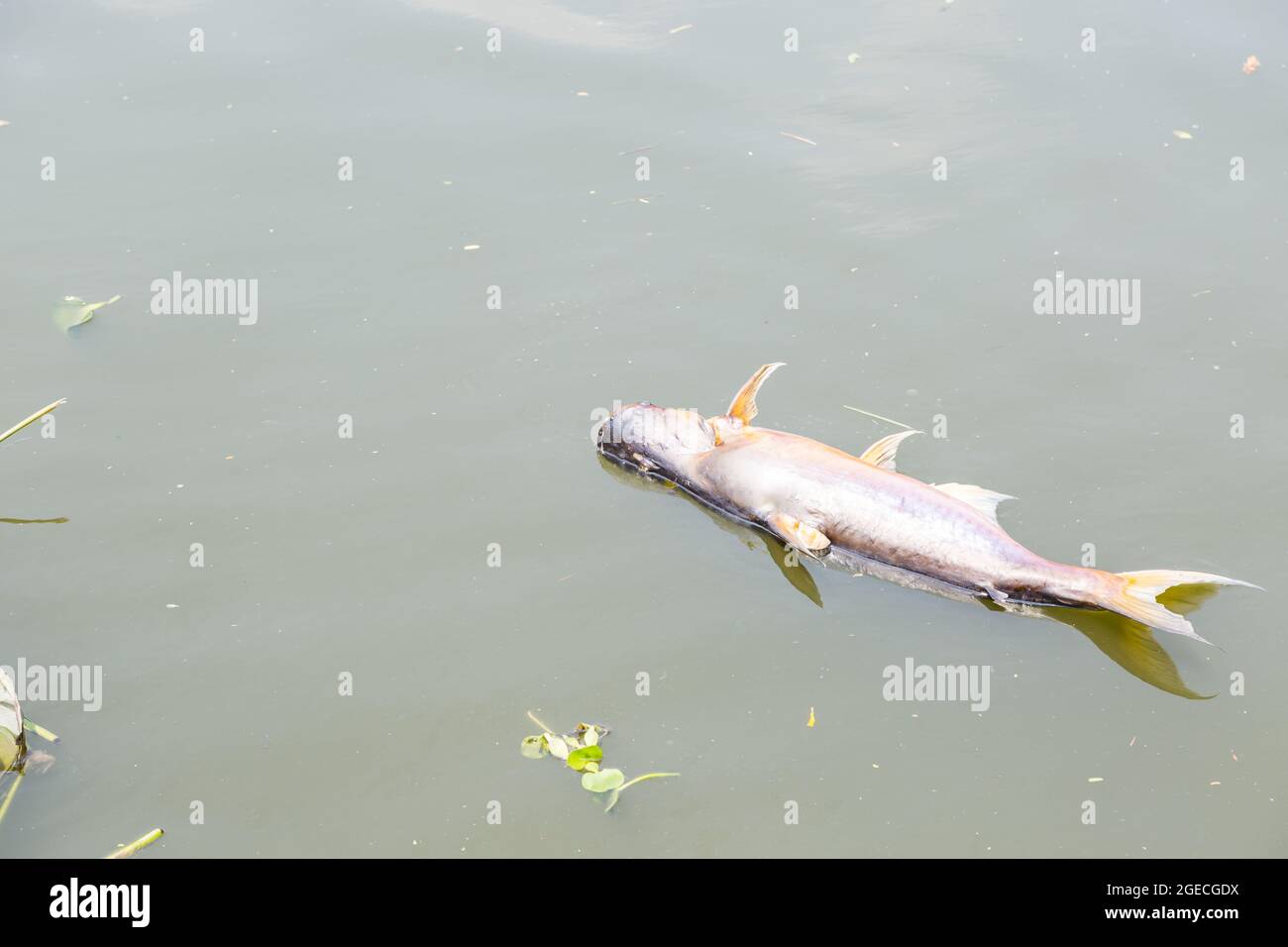 dead fish floated in the dark water river, water pollution peoblem ...