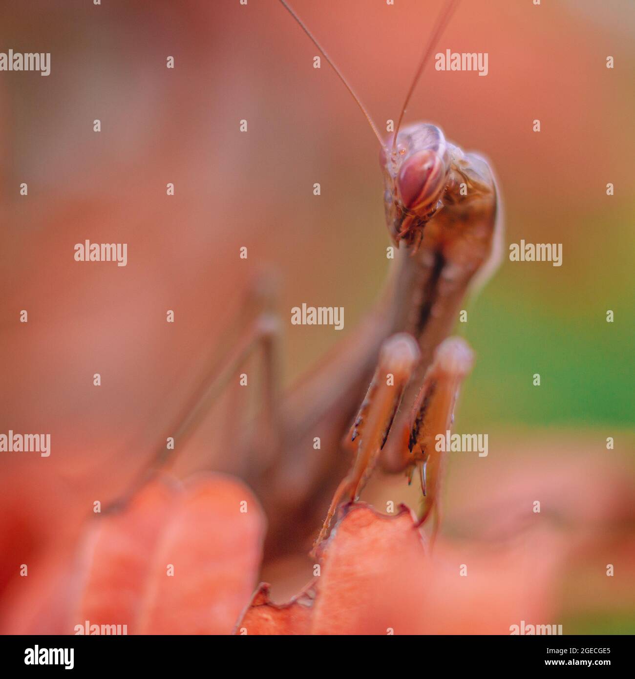 A praying mantis mantid mantis religiosa hi-res stock photography and ...