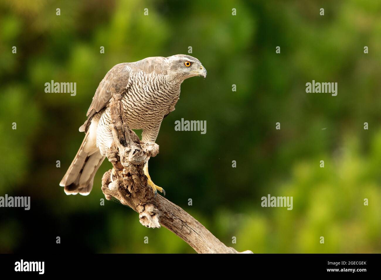 Adult female Northern goshawk in an oak and pine forest with the last ...