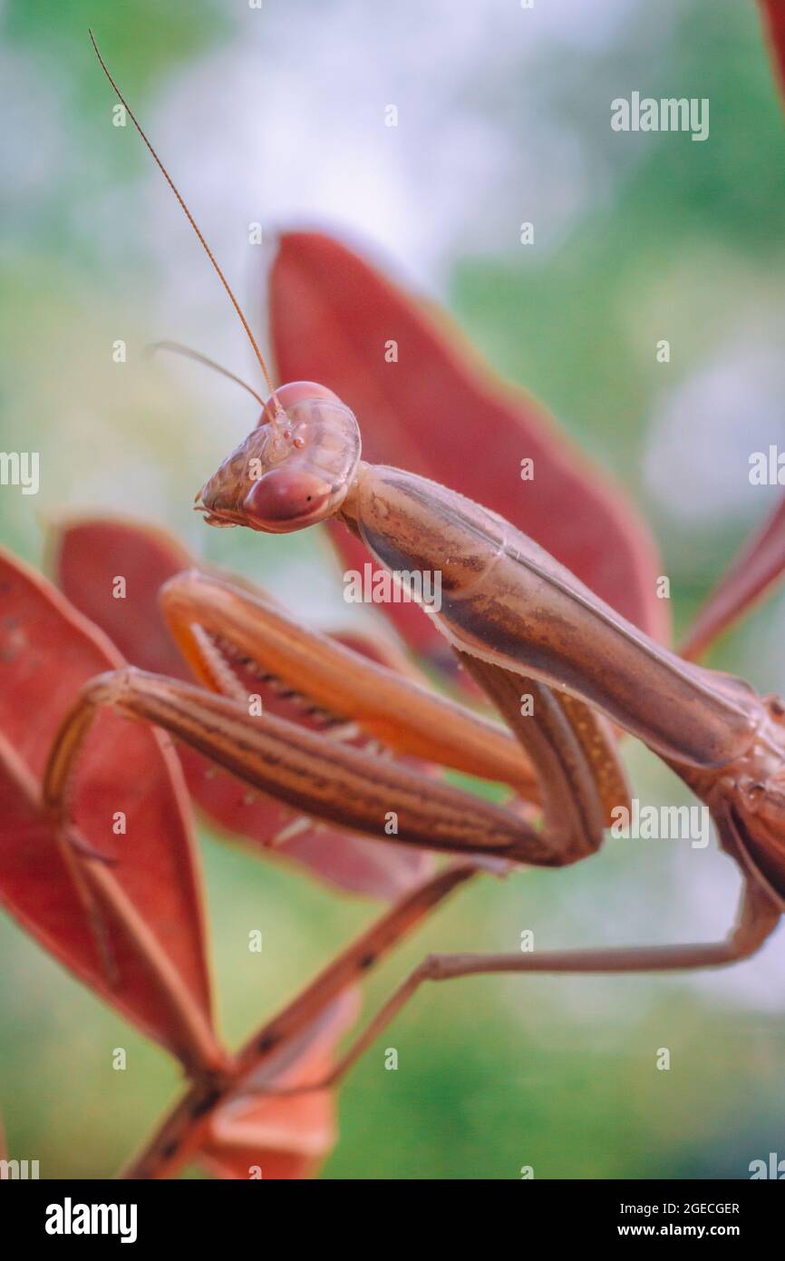 Species of praying mantis hi-res stock photography and images - Alamy