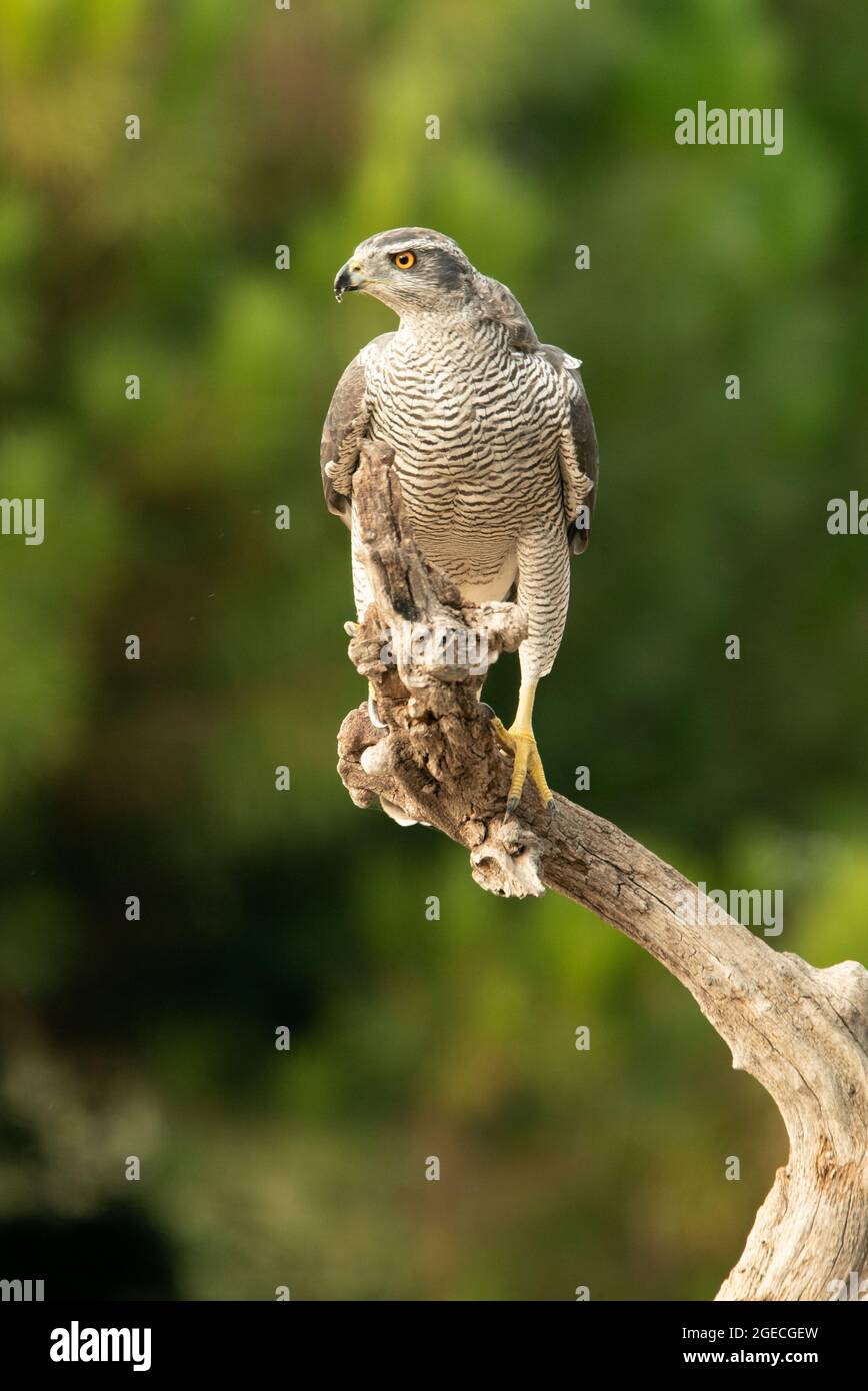Adult female Northern goshawk in an oak and pine forest with the last ...