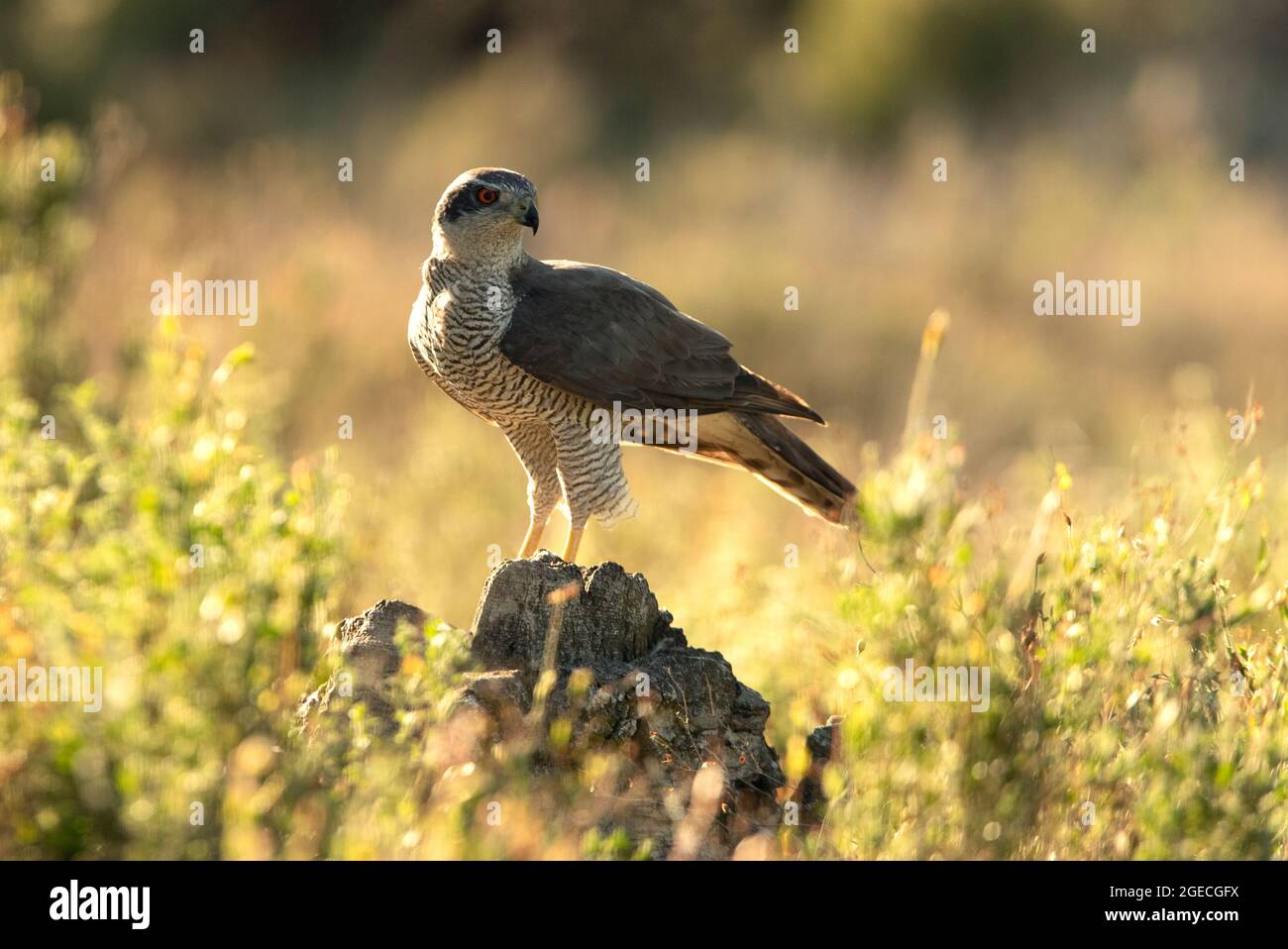 Adult male Northern goshawk in an oak and pine forest with the last ...