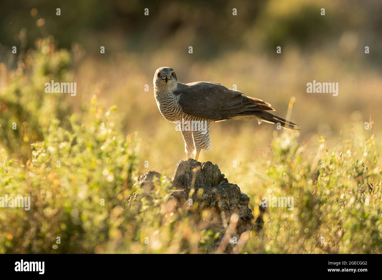 Adult male Northern goshawk in an oak and pine forest with the last ...