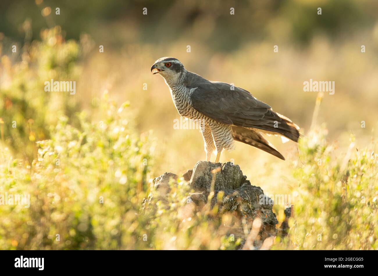 Adult male Northern goshawk in an oak and pine forest with the last ...