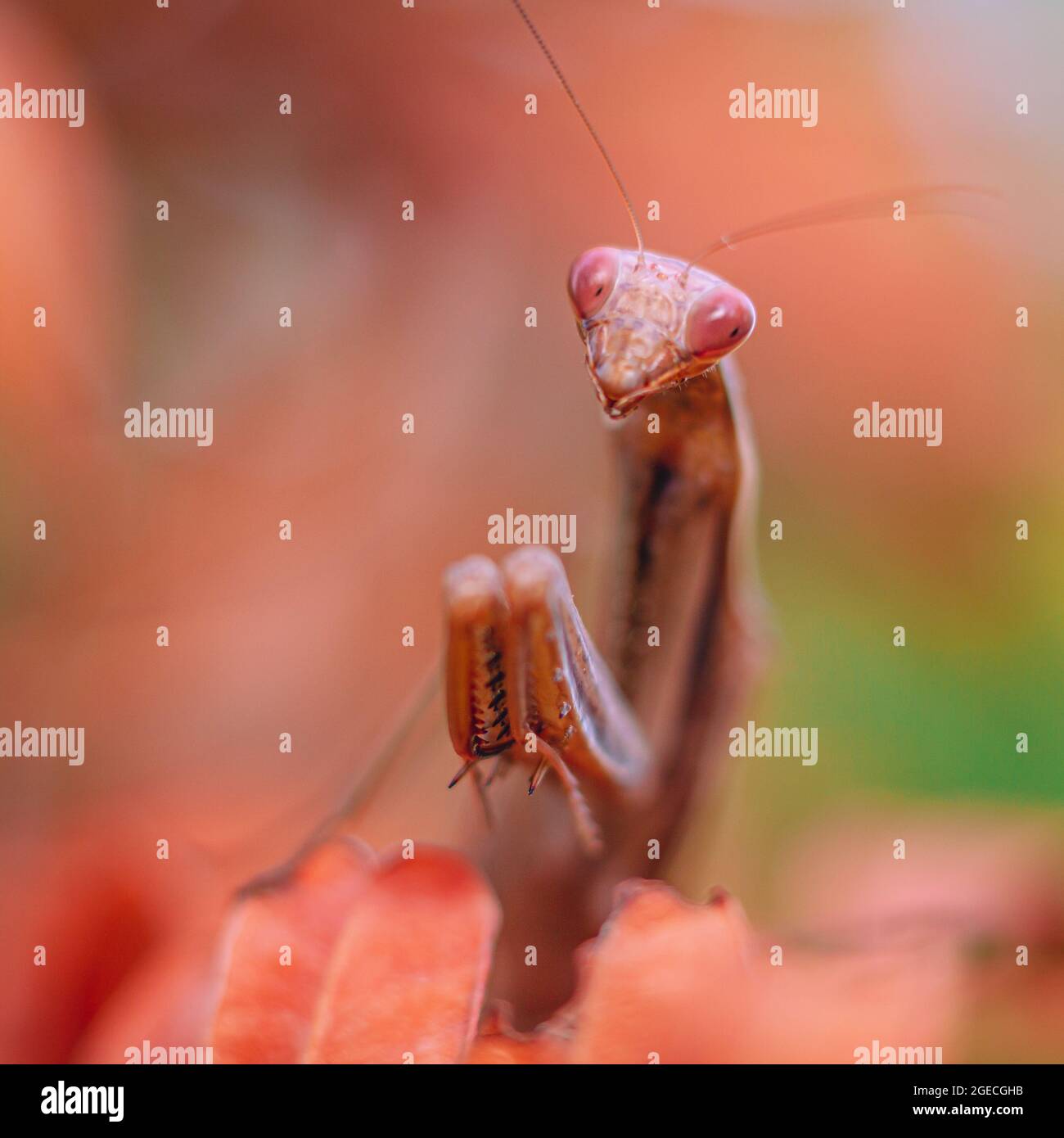 Mantis species hi-res stock photography and images - Alamy