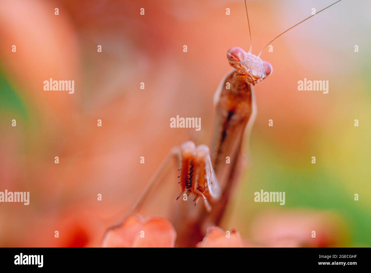 Praying mantis of orange and brown tones perched on a branch with ...