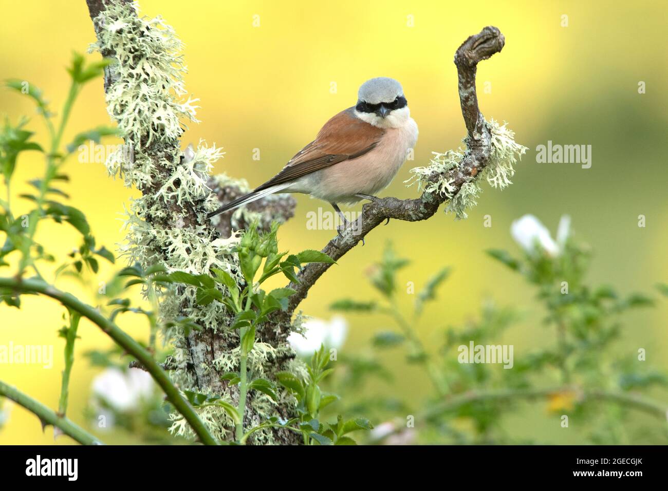 Male Red-backed shrike at her favorite watchtower within her breeding ...