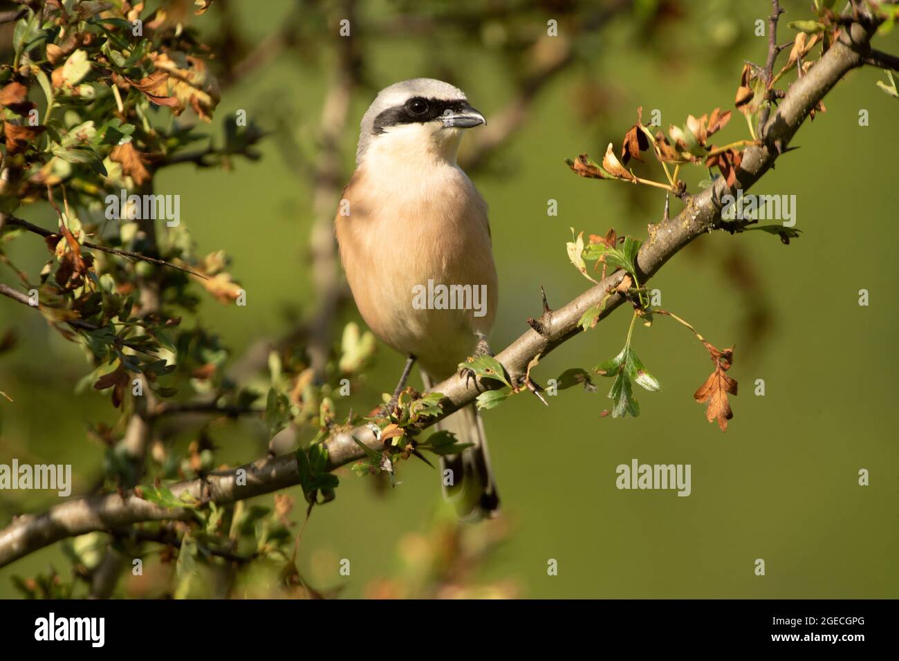 Male Red-backed shrike at her favorite watchtower within her breeding ...