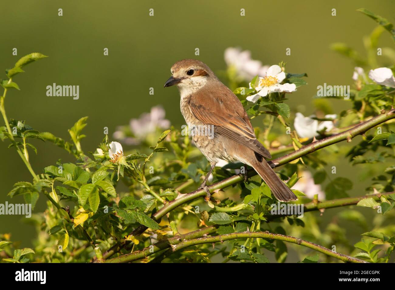 Male Red-backed shrike at her favorite watchtower within her breeding ...