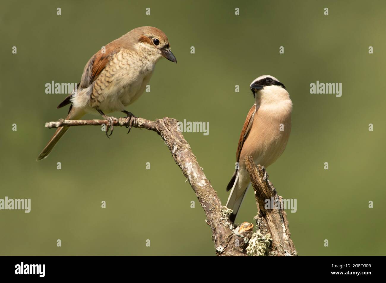 Male and female Red-backed shrike at their favorite watchtower within ...