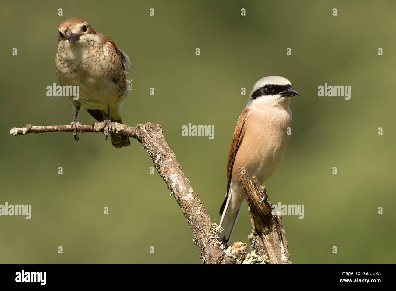 Male and female Red-backed shrike at their favorite watchtower within ...