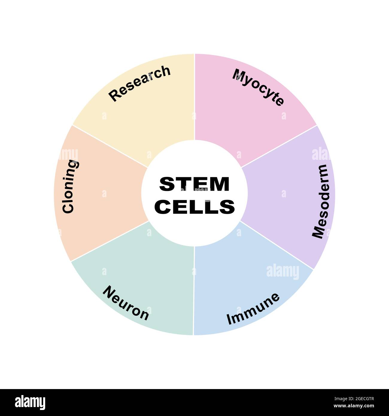 Cell division diagram Stock Vector Images - Alamy