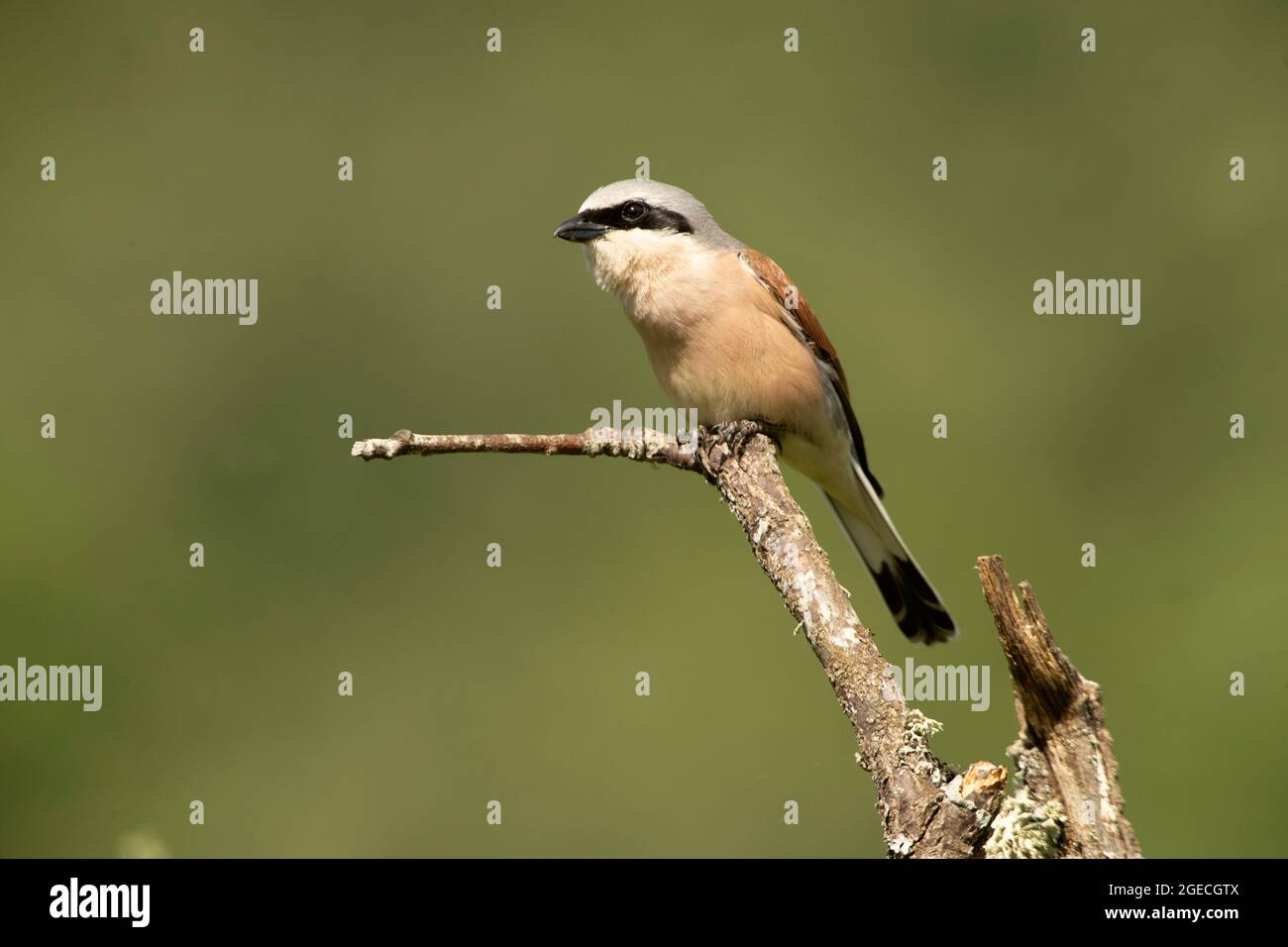 Male Red-backed shrike at her favorite watchtower within her breeding ...
