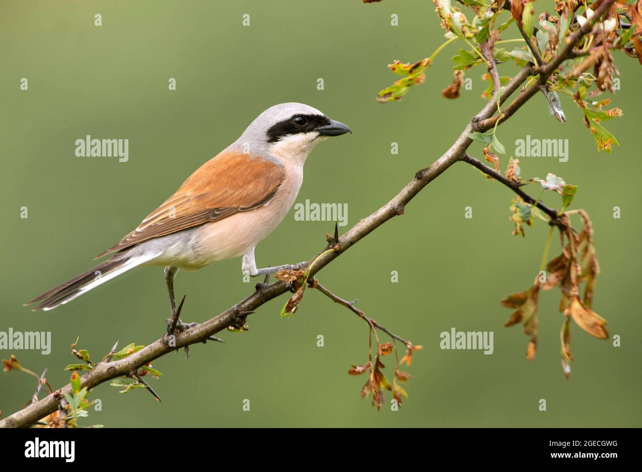 Male Red-backed shrike at her favorite watchtower within her breeding ...