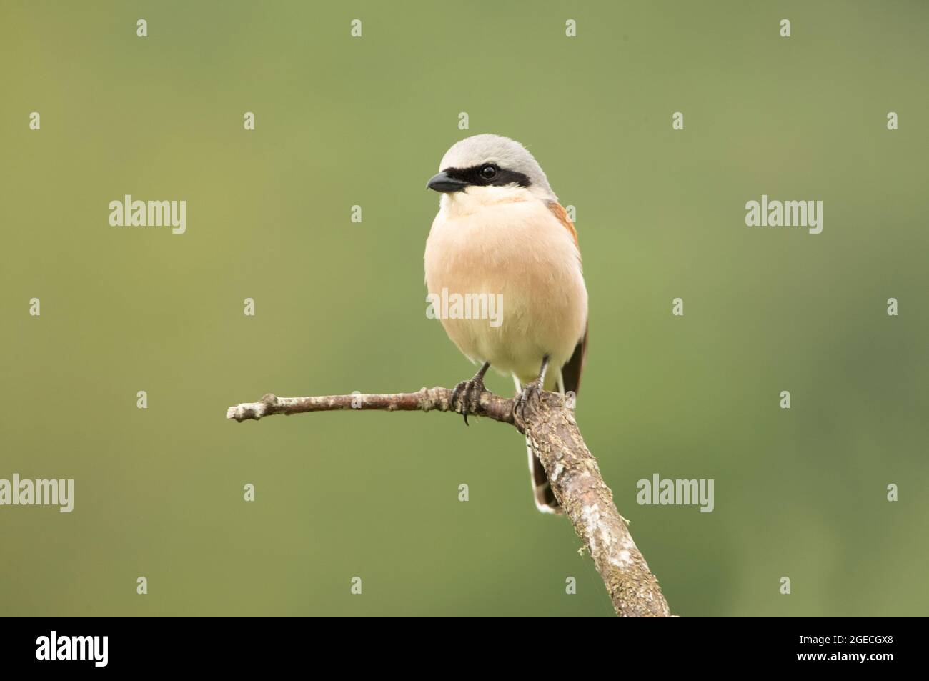 Male Red-backed shrike at her favorite watchtower within her breeding ...