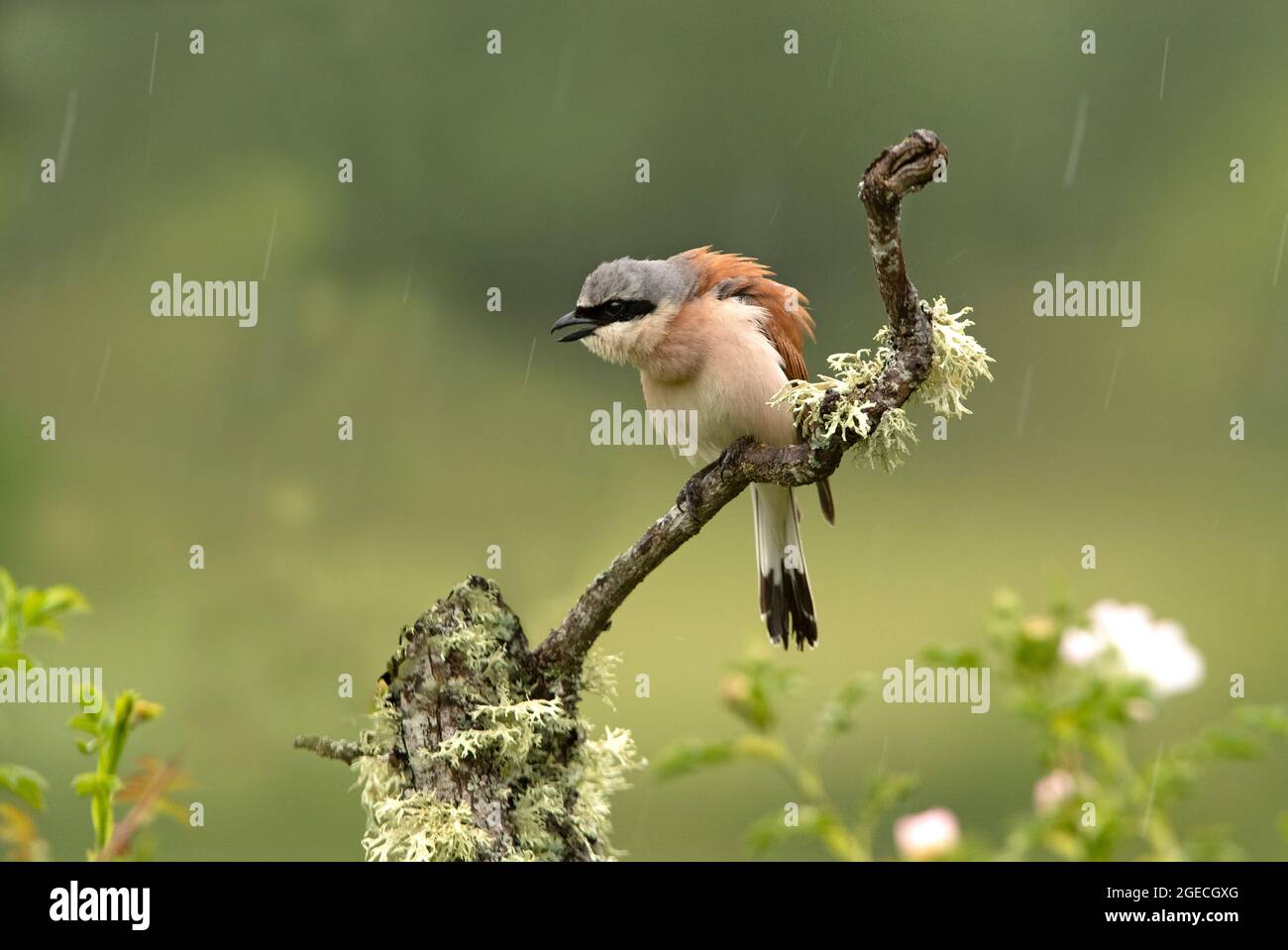 Male Red-backed shrike at her favorite watchtower within her breeding ...