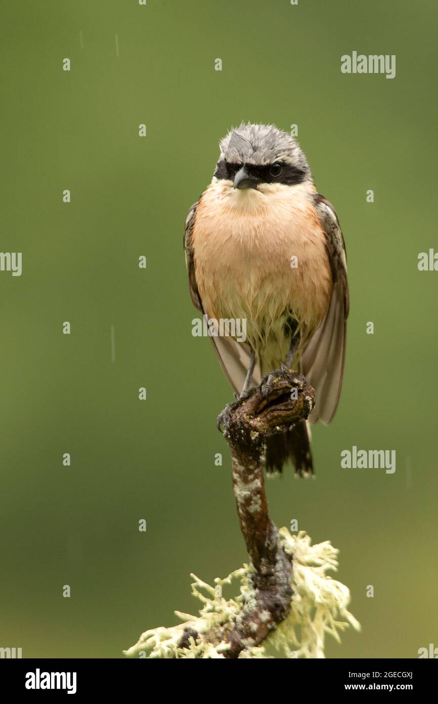 Male Red-backed shrike at her favorite watchtower within her breeding ...