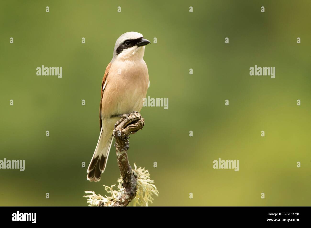 Male Red-backed shrike at her favorite watchtower within her breeding ...