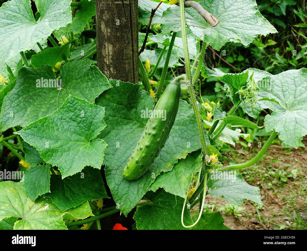 a cucumber growing on the plant in the vegetable garden, with flowers ...