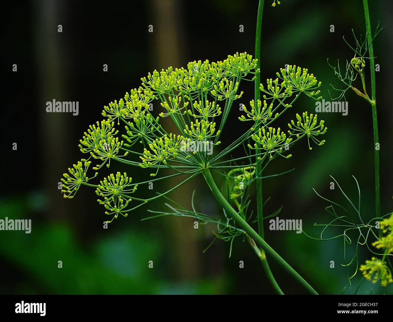 blooming yellow dill, in the vegetable garden, with a blurred ...