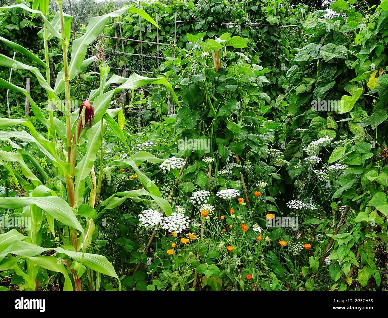 Corn vector hi-res stock photography and images - Alamy