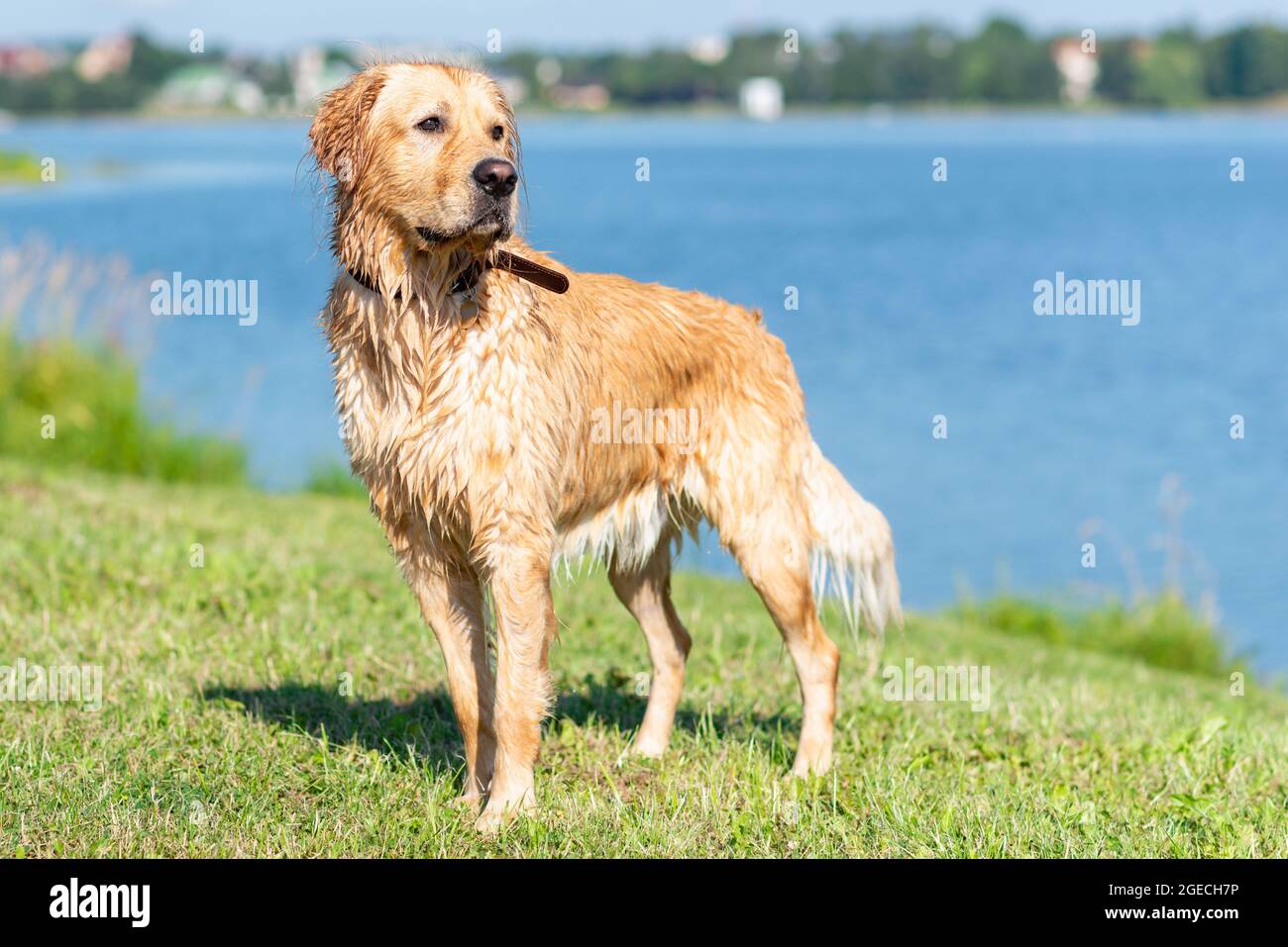 Wet Golden labrador dog staying near the water.Very happy Labrador ...