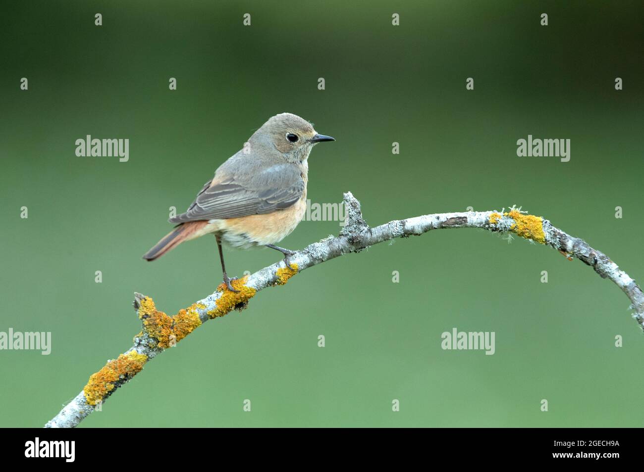 Common redstart female in her breeding territory in the last light of ...