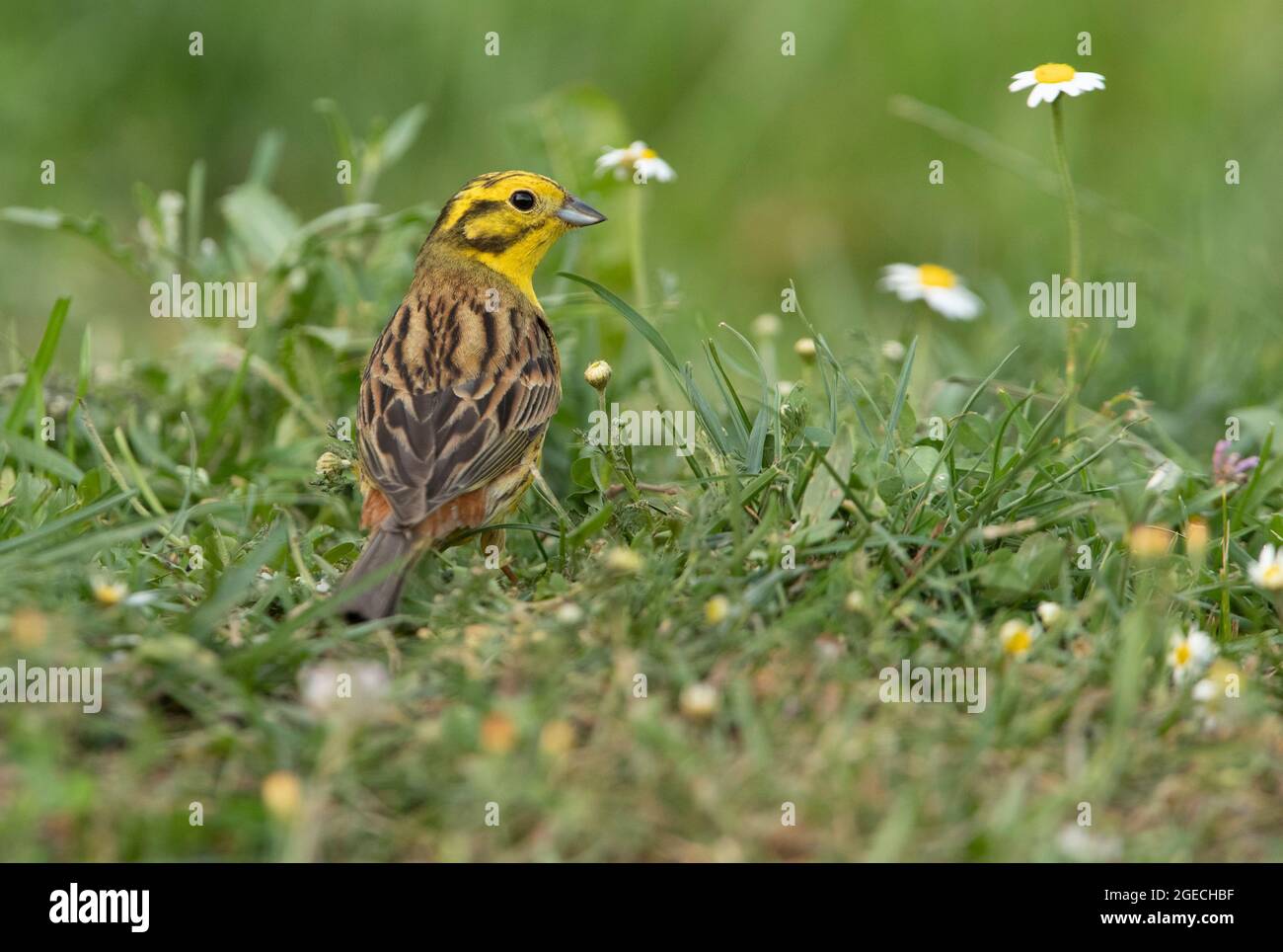 Male Yellowhammer in his breeding territory in the last light of day ...
