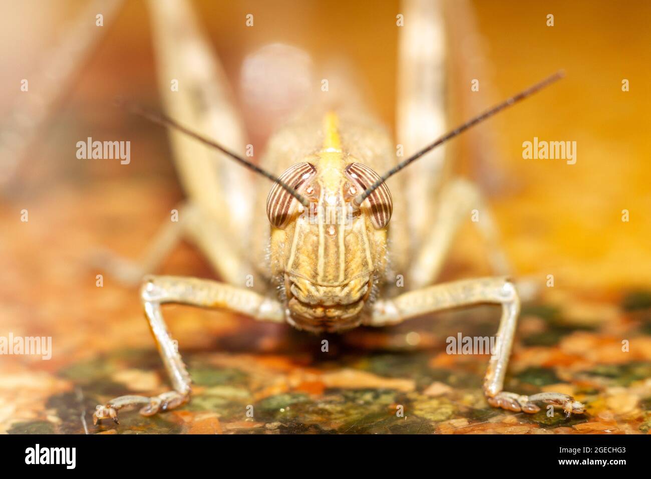 Greenish grasshopper on yellow background. Grasshopper insect seen head ...