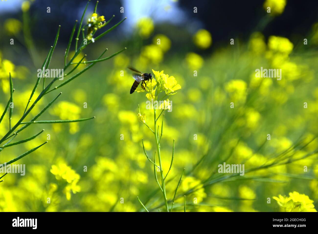 a bee picking pollen from mustard flower. beautiful yellow flowers of ...