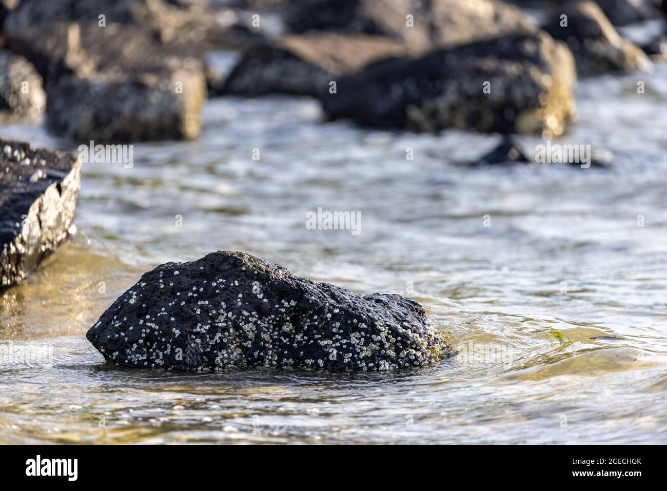 large stacked rocks with barnicles on a beach with small waves Stock ...