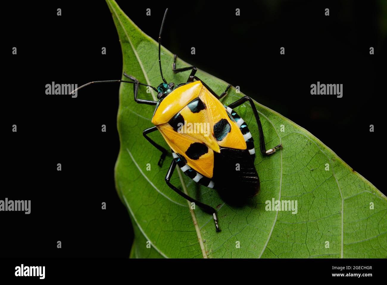 Yellow Man-faced Stink Bug, Catacanthus incarnatus, Pirangut ...