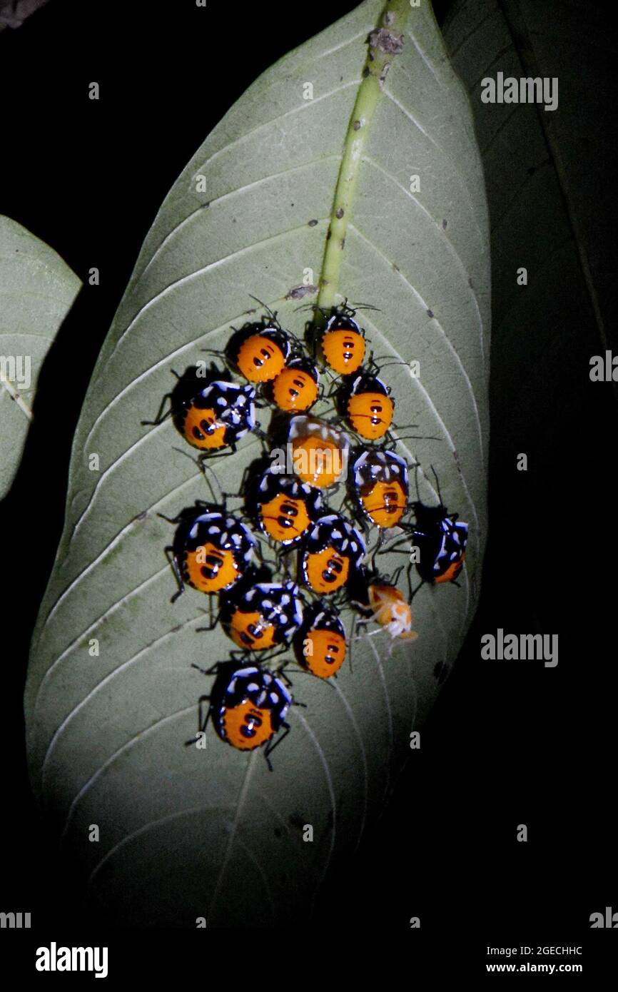 Pentatomid bugs, Cantao ocellatus, Amboli, Maharashtra, India Stock ...
