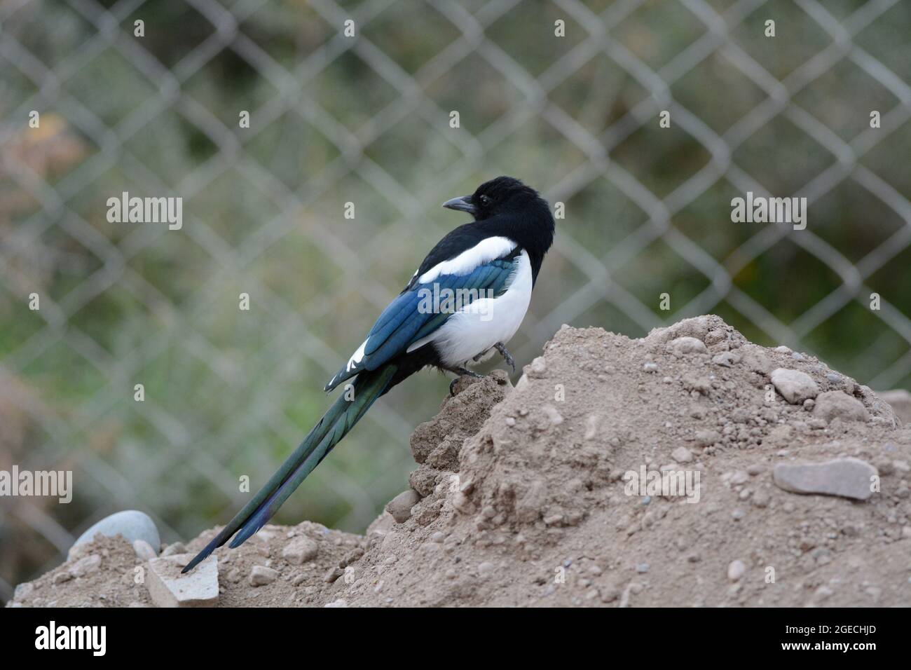 Eurasian Magpie, Pica pica, Ladakh, Jammu Kashmir, India Stock Photo ...