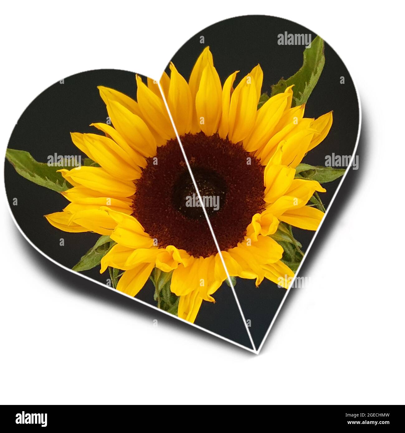 Sunflower in heart shape Stock Photo - Alamy