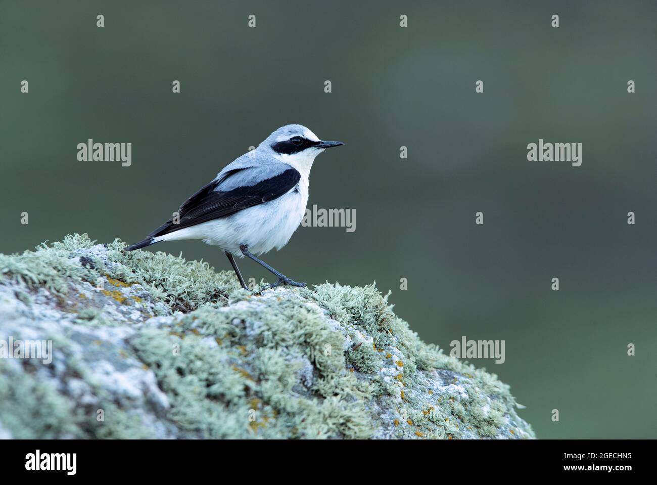 Adult male Northern wheatear in his breeding territory with rutting ...