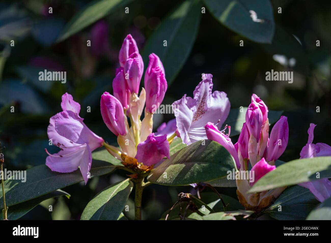 A dark vibrant green rhododendron bush with a bunch of bright pink ...
