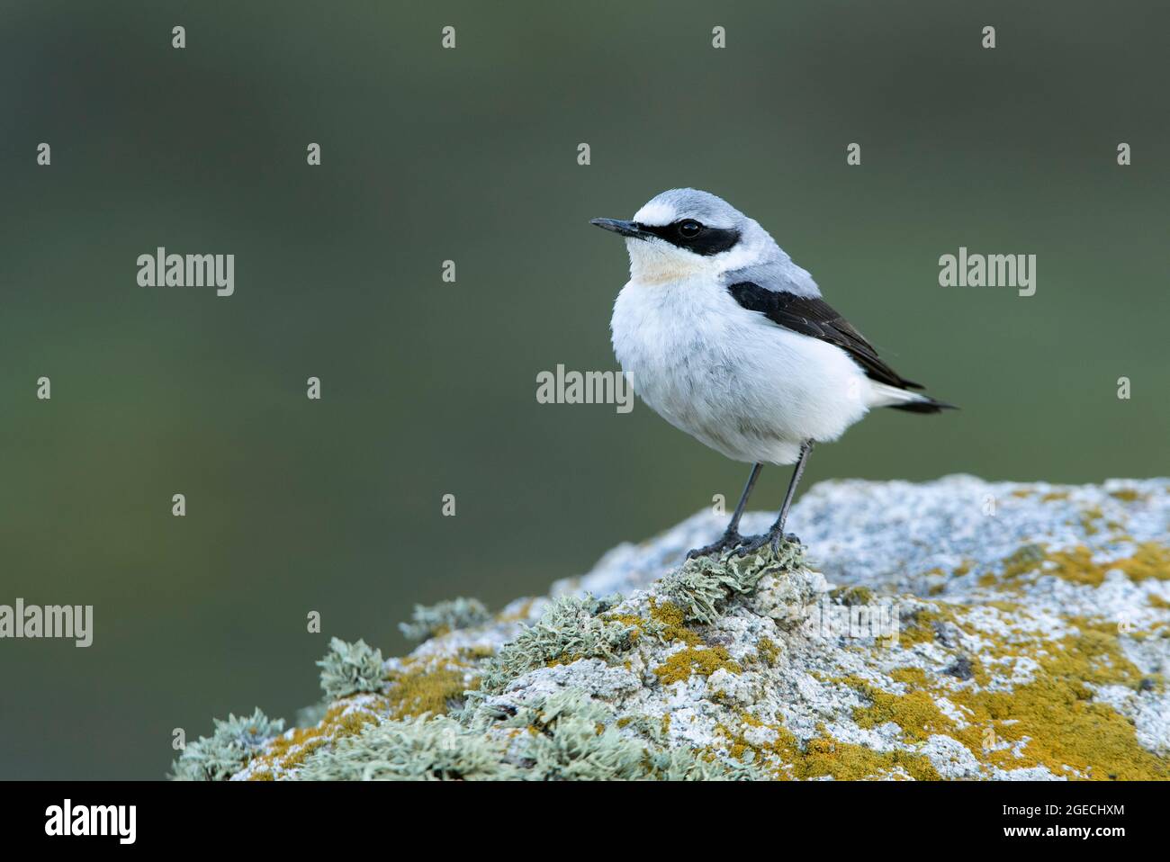 Adult male Northern wheatear in his breeding territory with rutting ...