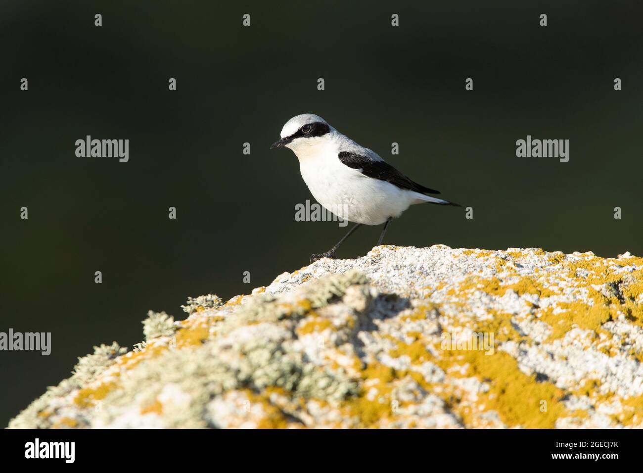 Adult male Northern wheatear in his breeding territory with rutting ...