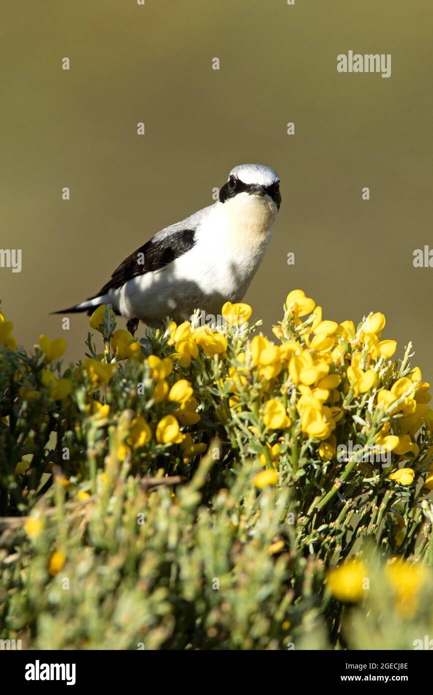 Adult male Northern wheatear in his breeding territory with rutting ...