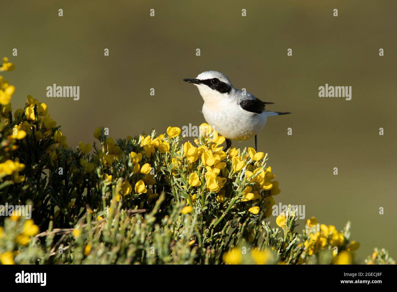 Adult male Northern wheatear in his breeding territory with rutting ...