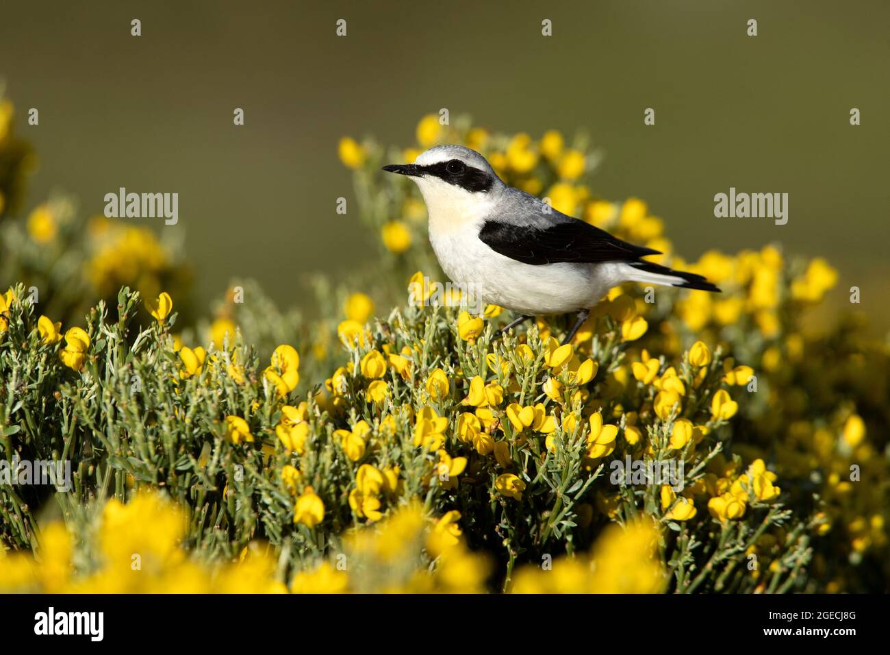 Adult male Northern wheatear in his breeding territory with rutting ...