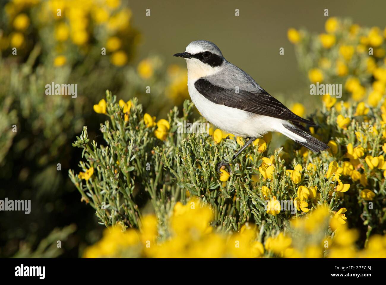 Adult male Northern wheatear in his breeding territory with rutting ...