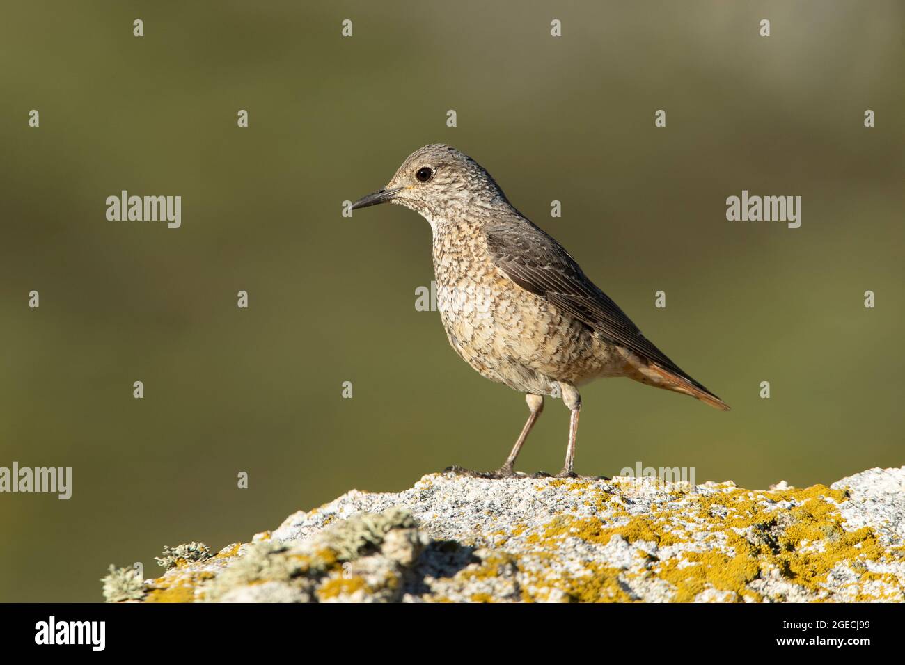 Adult female of Rufous-tailed rock thrush in its breeding territory ...